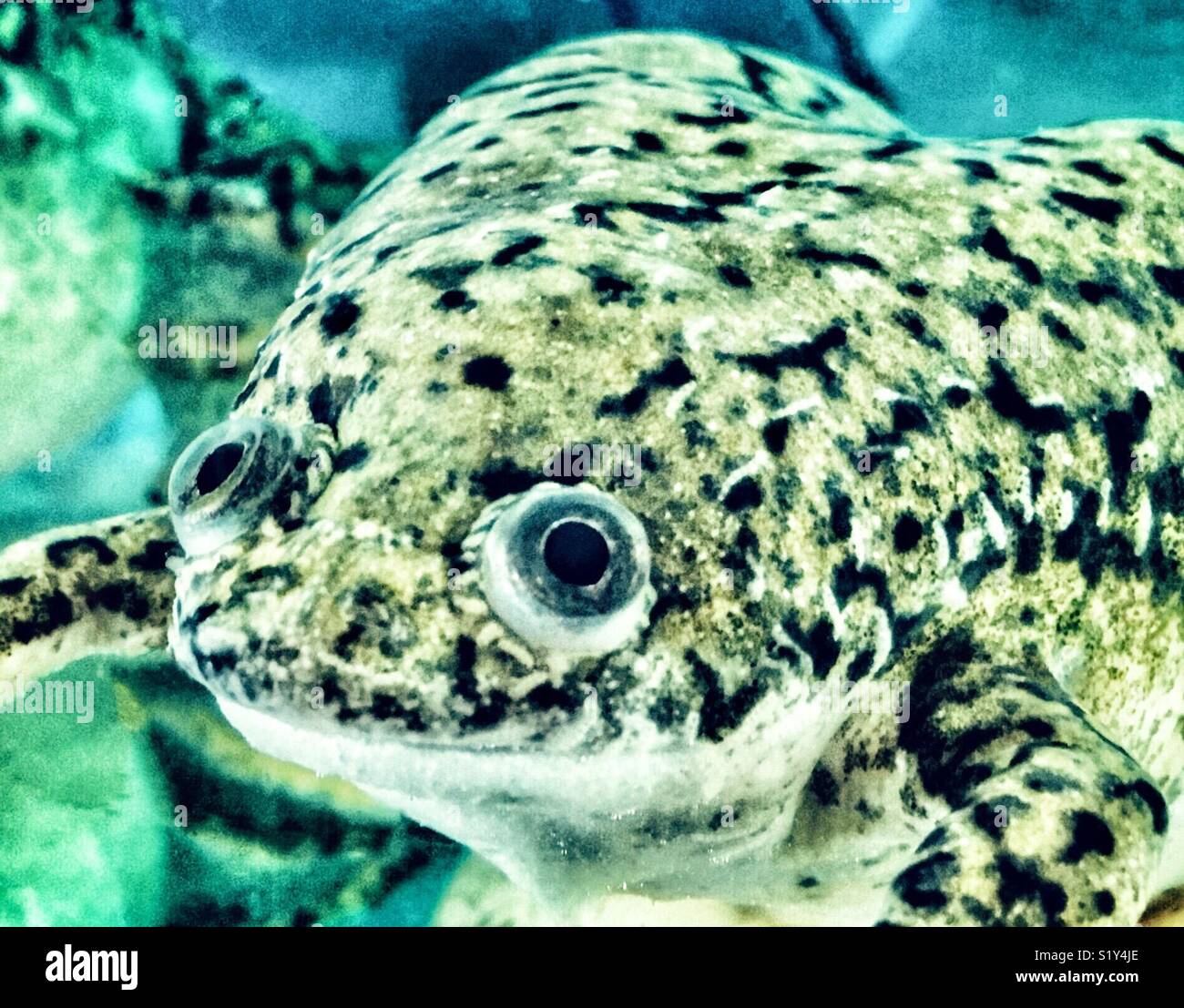 African clawed frog hi-res stock photography and images - Alamy