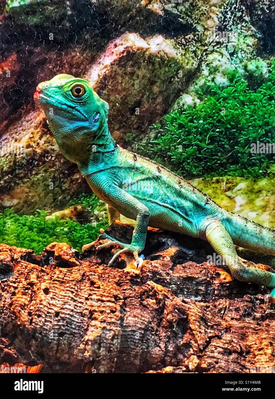 Basilisk basking on a log Stock Photo - Alamy