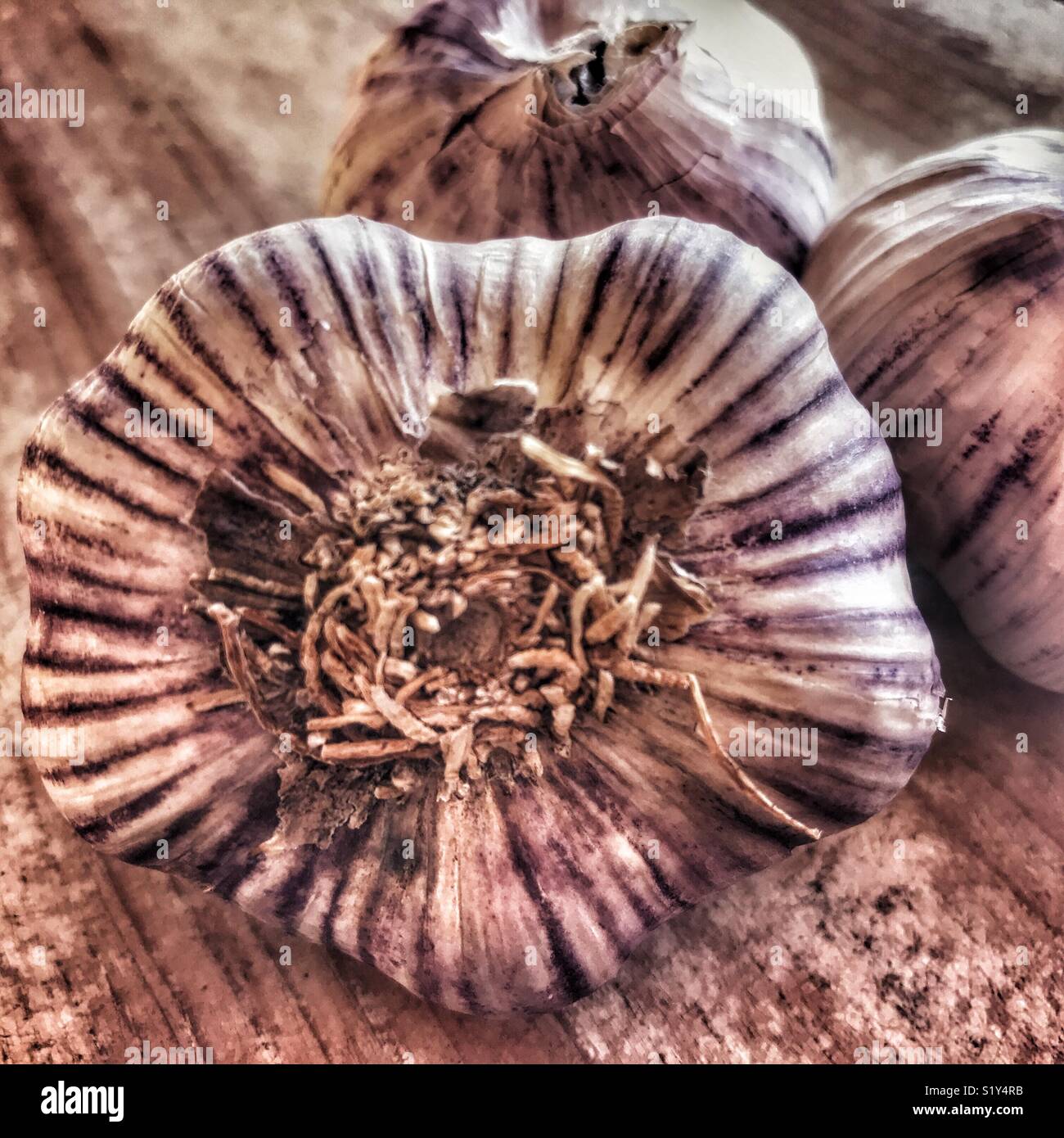 Purple garlics hi-res stock photography and images - Alamy