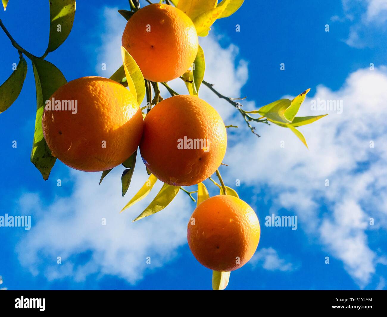 Ripe oranges against bluesky Stock Photo - Alamy