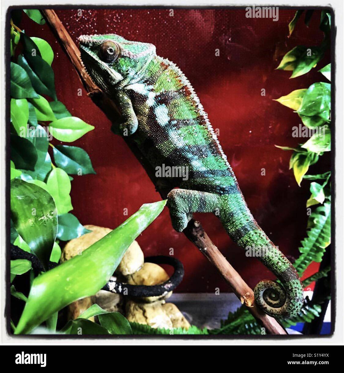 Green striped lizard hi-res stock photography and images - Alamy