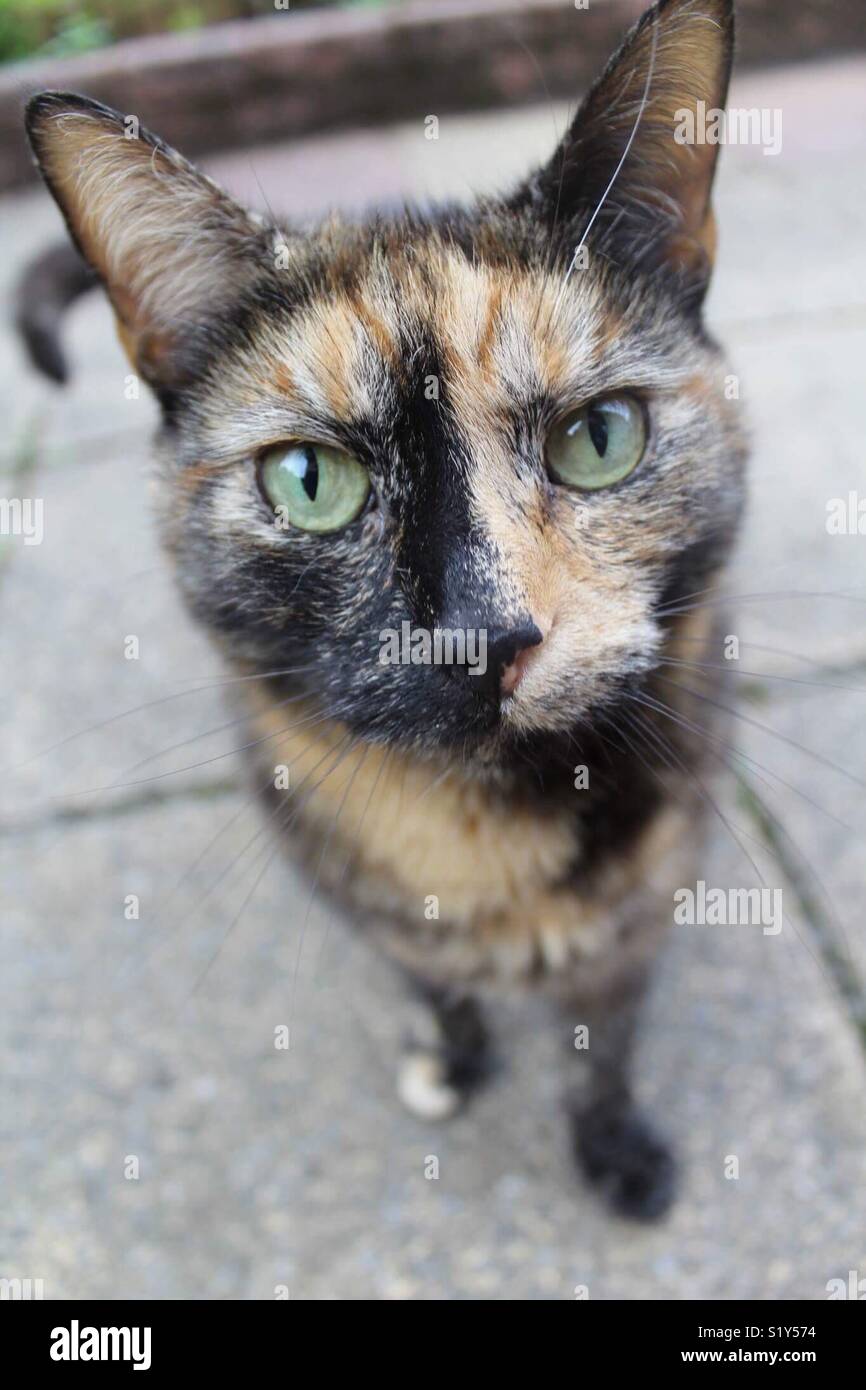 Zoomed cat hi-res stock photography and images - Alamy