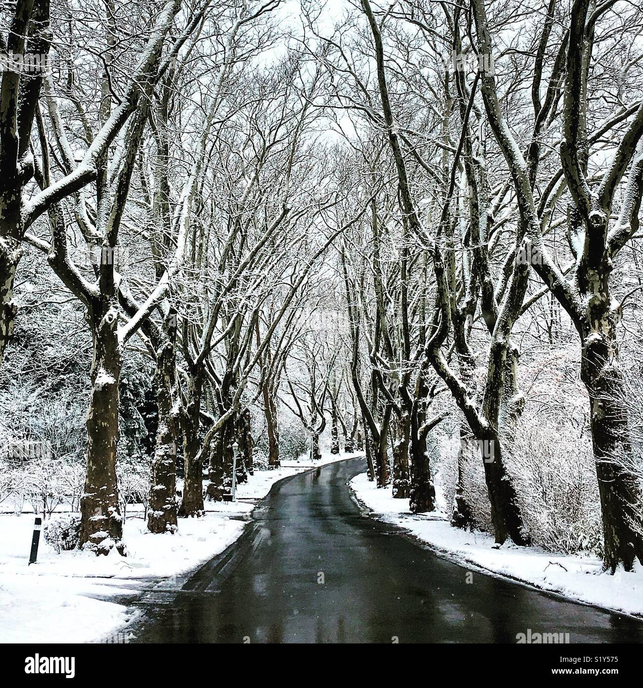 Trees sleeping winter hi-res stock photography and images - Alamy