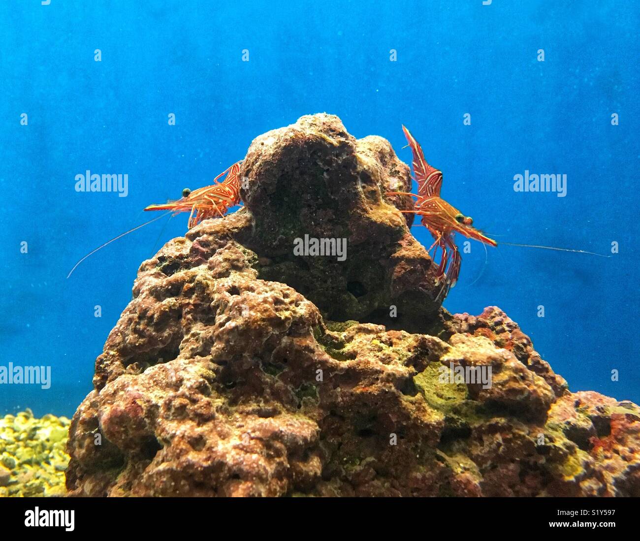 Two camel shrimp (Rhynchocinetes uritai) feeding off a rock Stock Photo ...