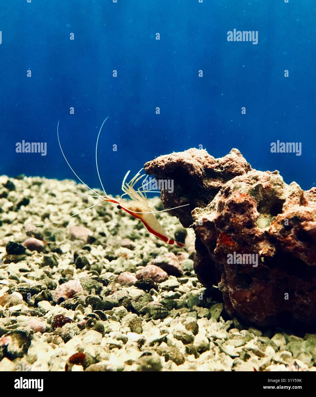 Cleaner shrimp (Lysmata amboinensis) grazing on rock Stock Photo - Alamy
