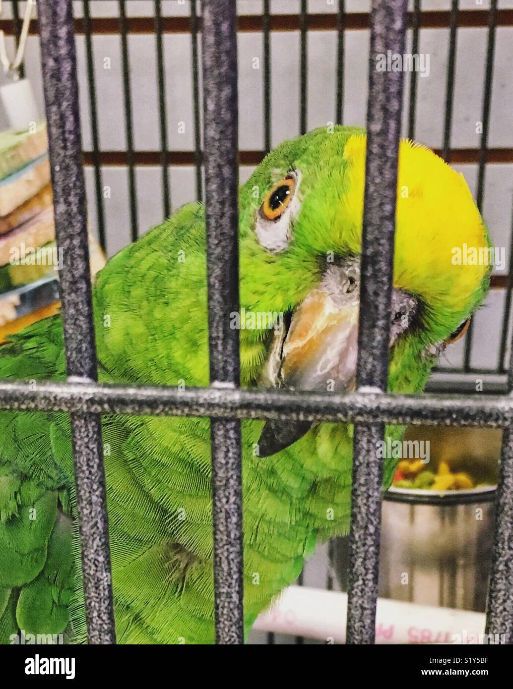 Yellow-crowned Amazon parrot peeking through bars at camera Stock Photo ...
