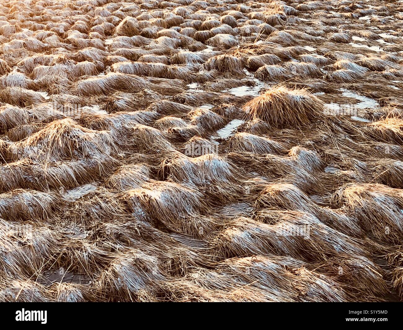 Dead grass hi-res stock photography and images - Alamy