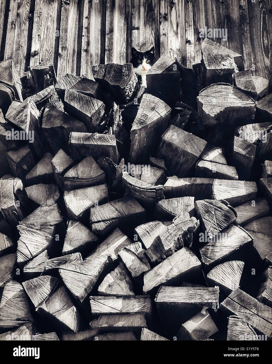 Black and white cat atop a pile of logs Stock Photo - Alamy