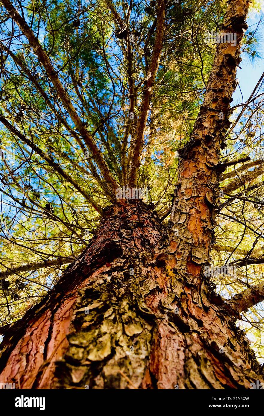 Pine tree forrest hi-res stock photography and images - Alamy