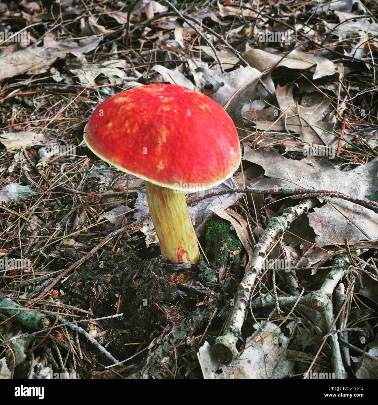 Red capped mushroom in the woods Stock Photo - Alamy