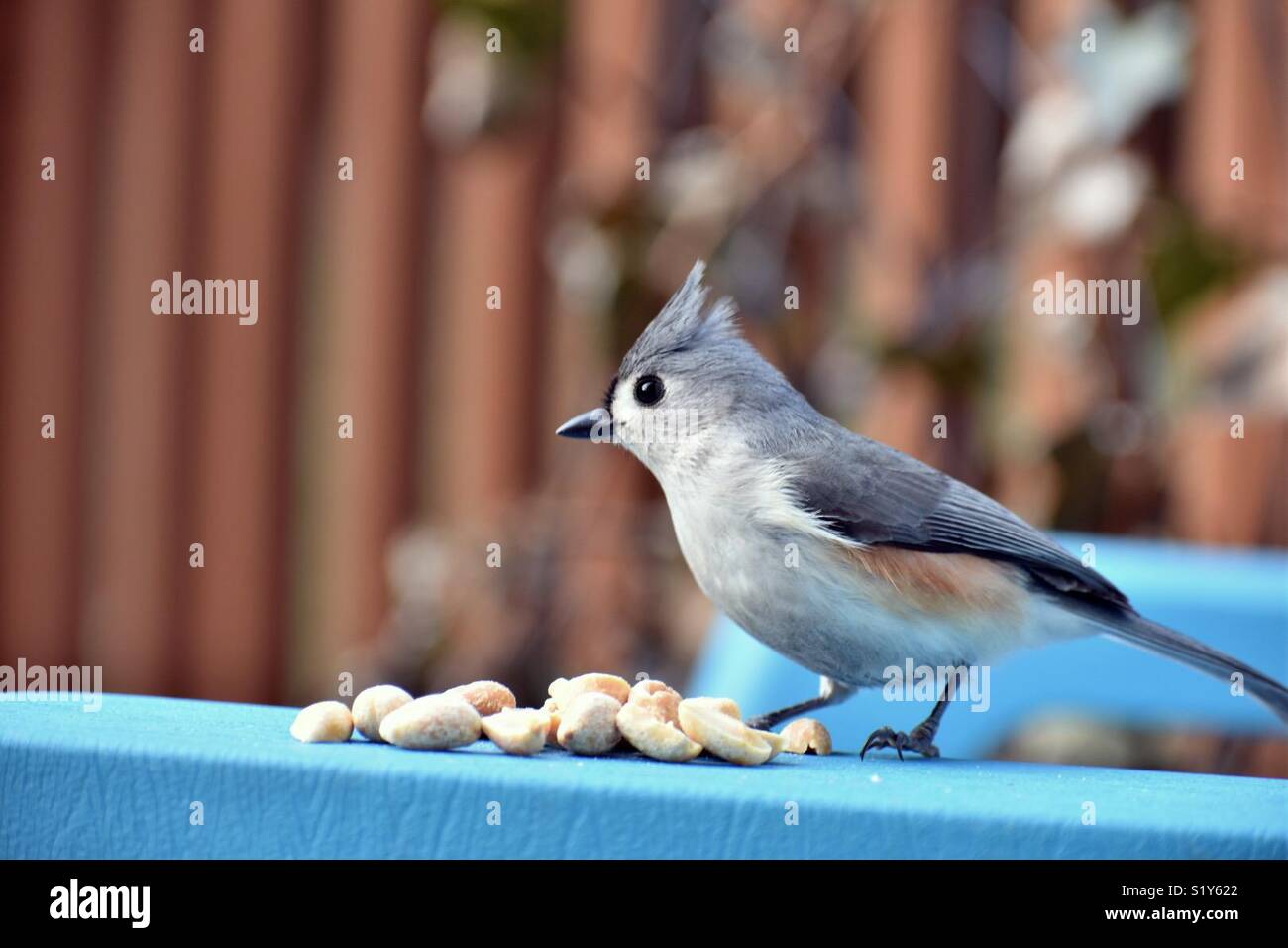 Eating titmouse hi-res stock photography and images - Alamy