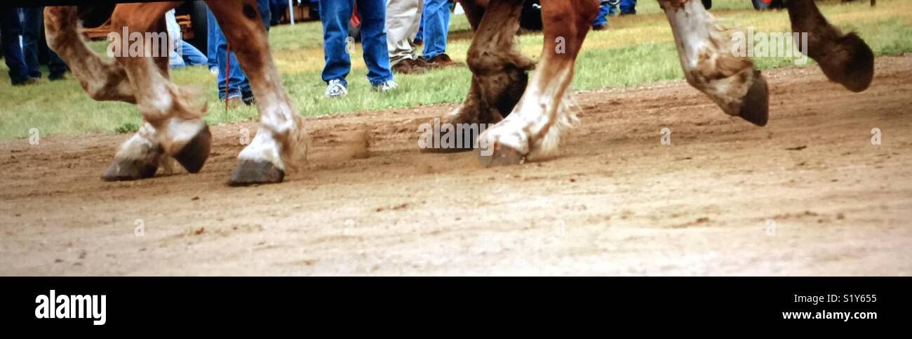 Hooves and feet hi-res stock photography and images - Alamy