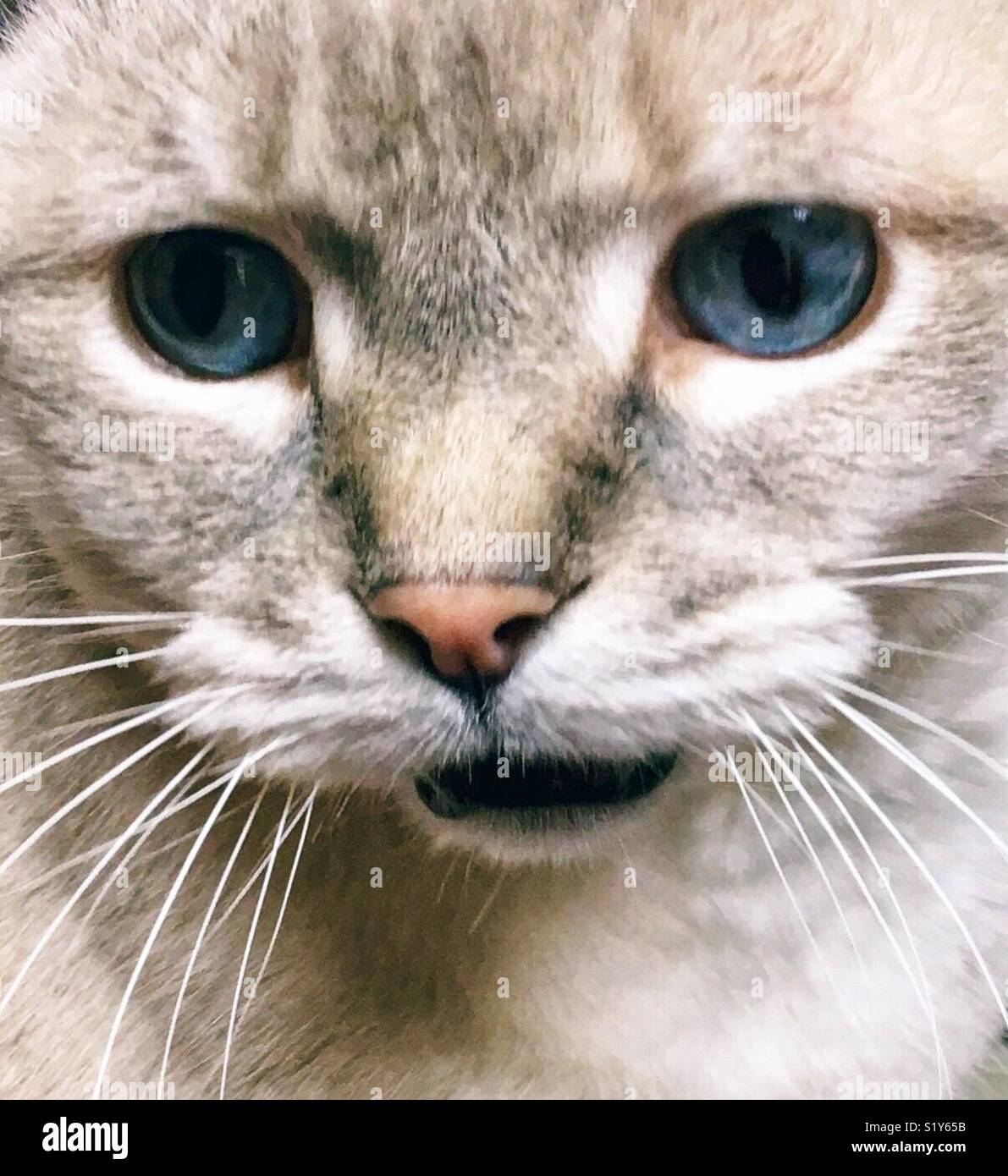 Lynx point Siamese meowing or “talking” to owner Stock Photo - Alamy