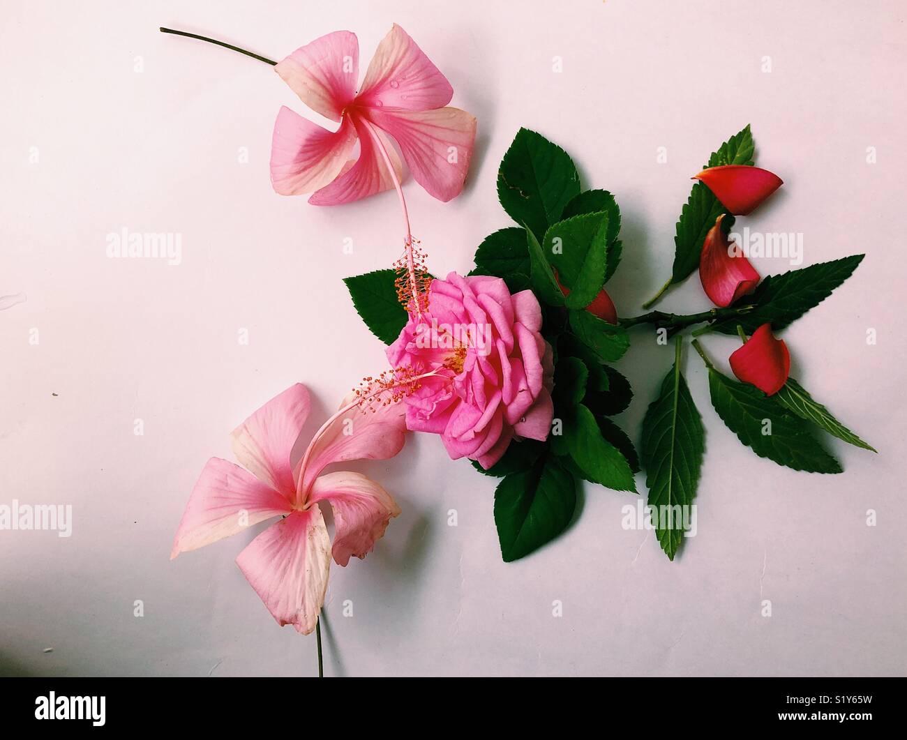 Roses and leafs hi-res stock photography and images - Alamy