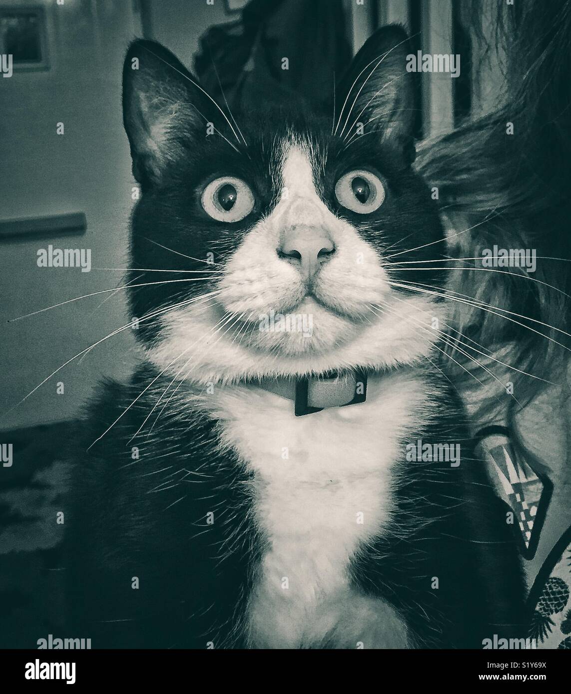 Cat shock hi-res stock photography and images - Alamy