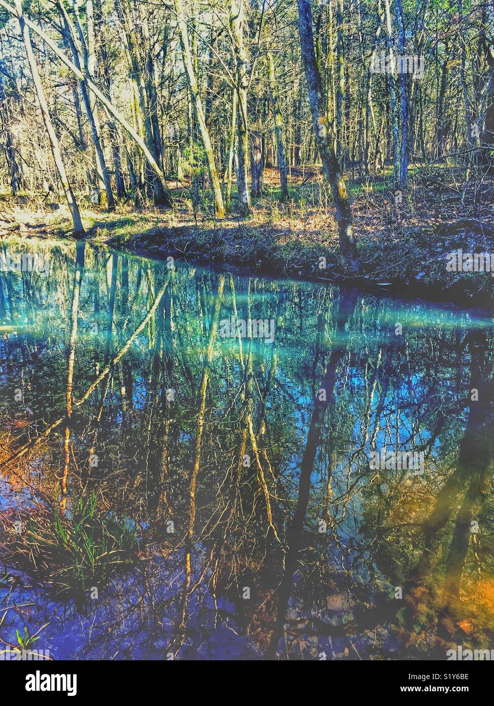 By the brook (trees reflecting in slow flowing brook in late winter ...