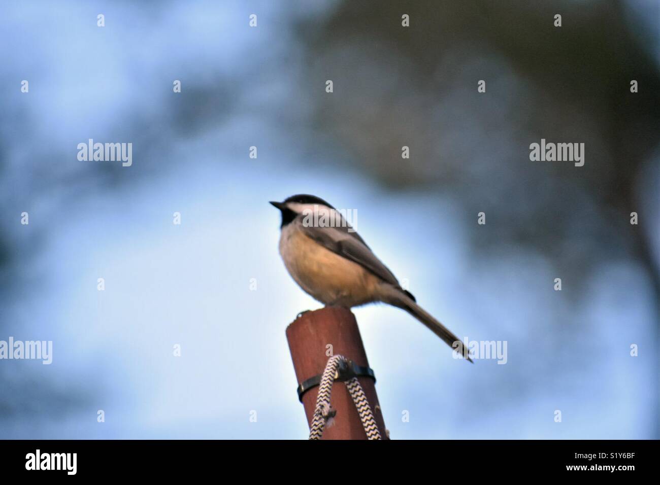 Chickadee cute bird hi-res stock photography and images - Alamy