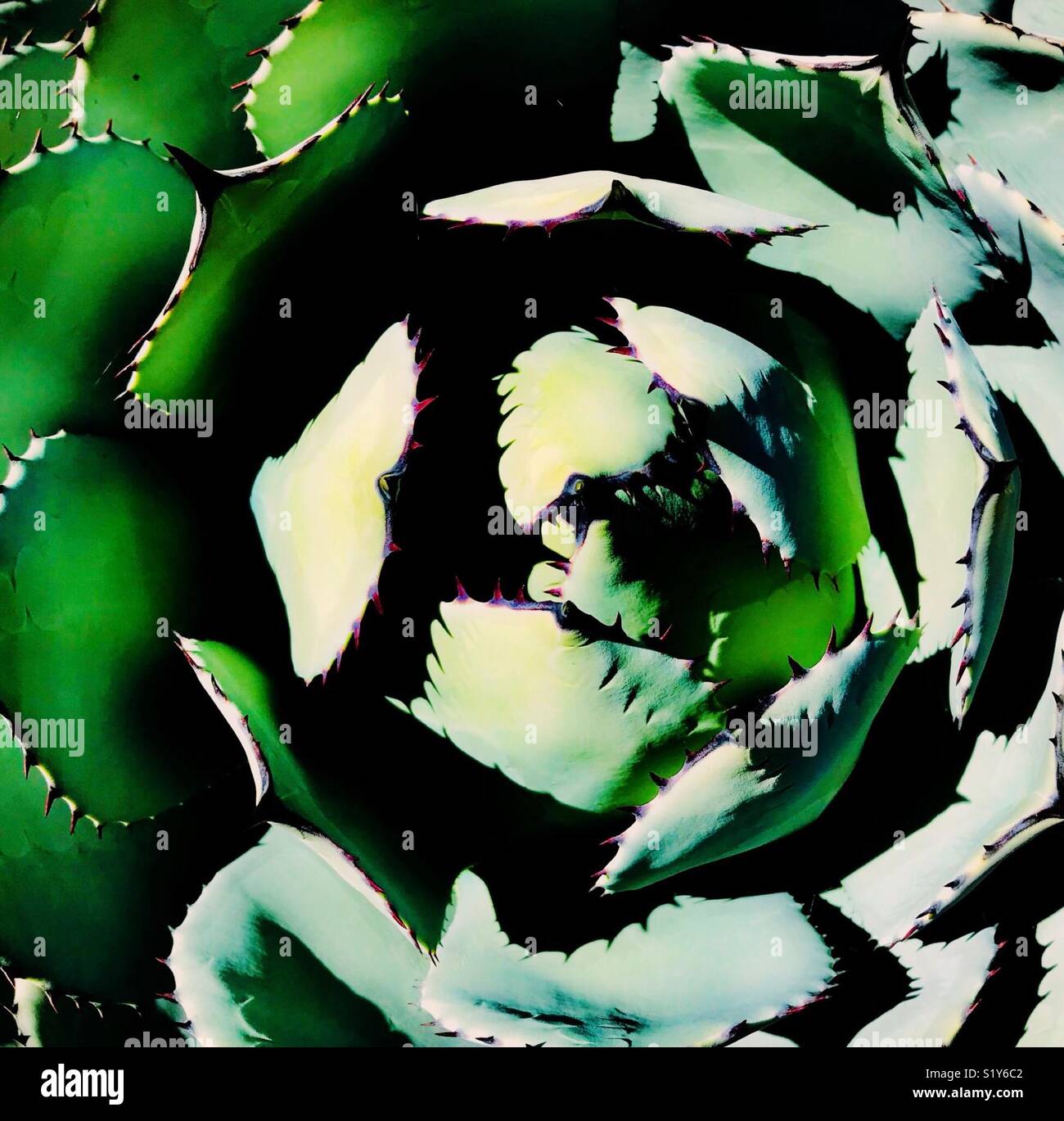 Swirl cactus hi-res stock photography and images - Alamy