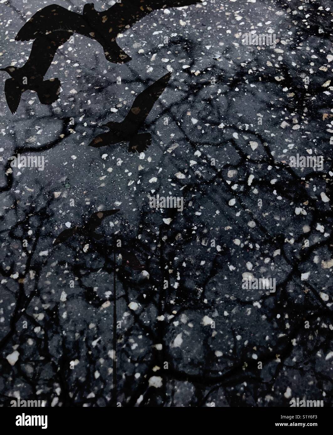 Rain puddle trees hi-res stock photography and images - Alamy