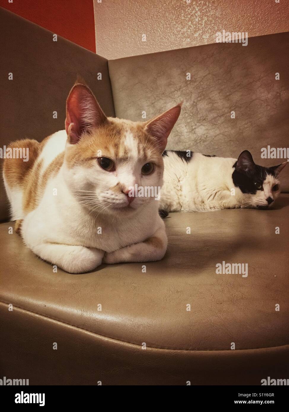 Two Cats Sitting Together