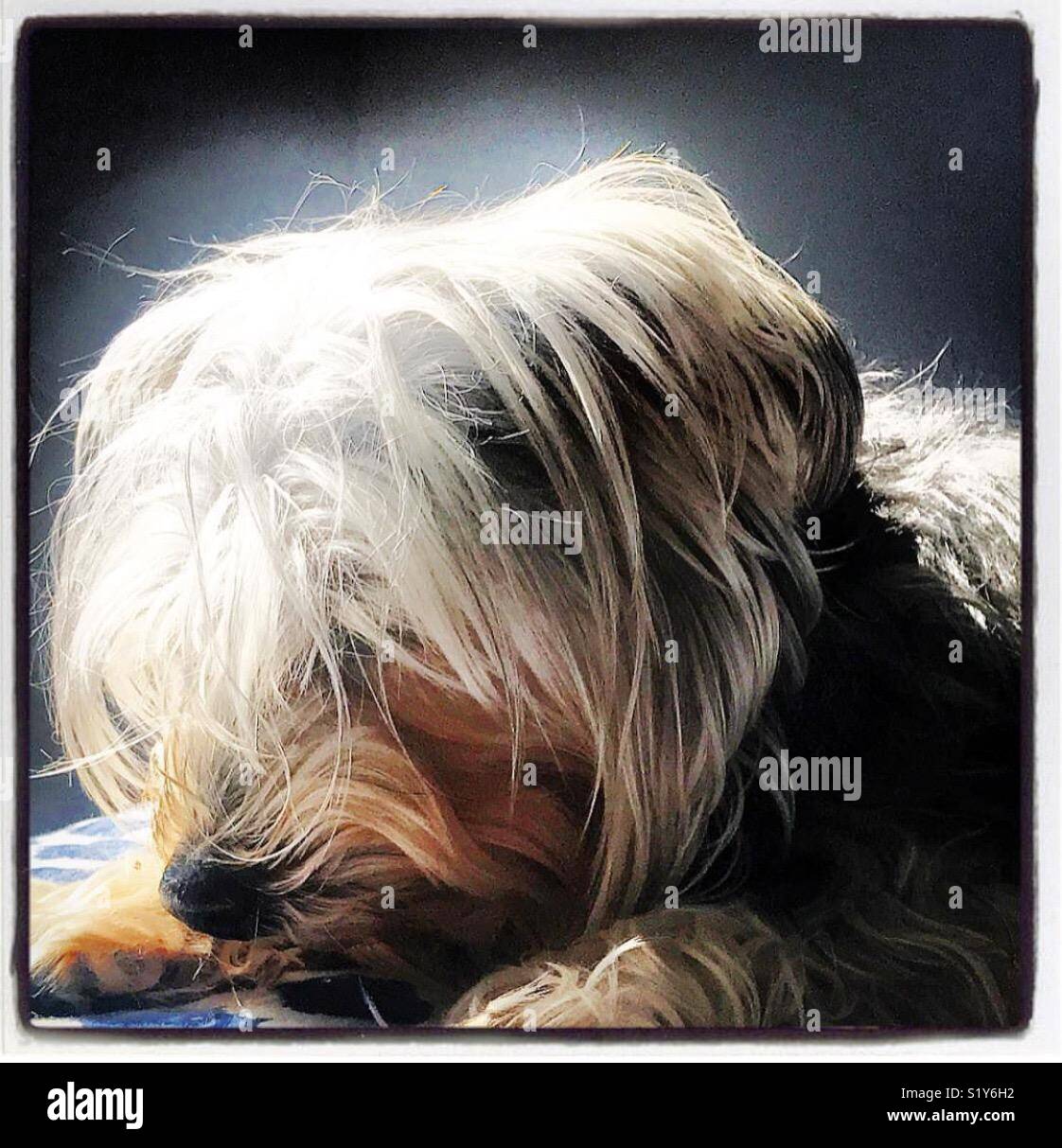 Why Is My Dog Doing The Prayer Position