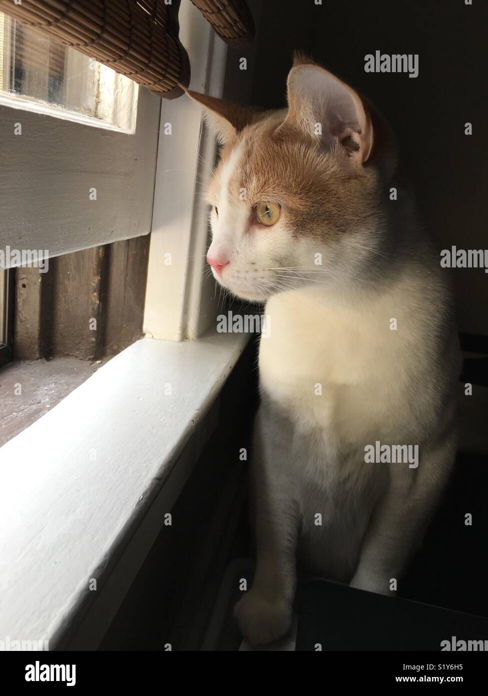 Photograph of a cat in standing position looking out of a window Stock ...