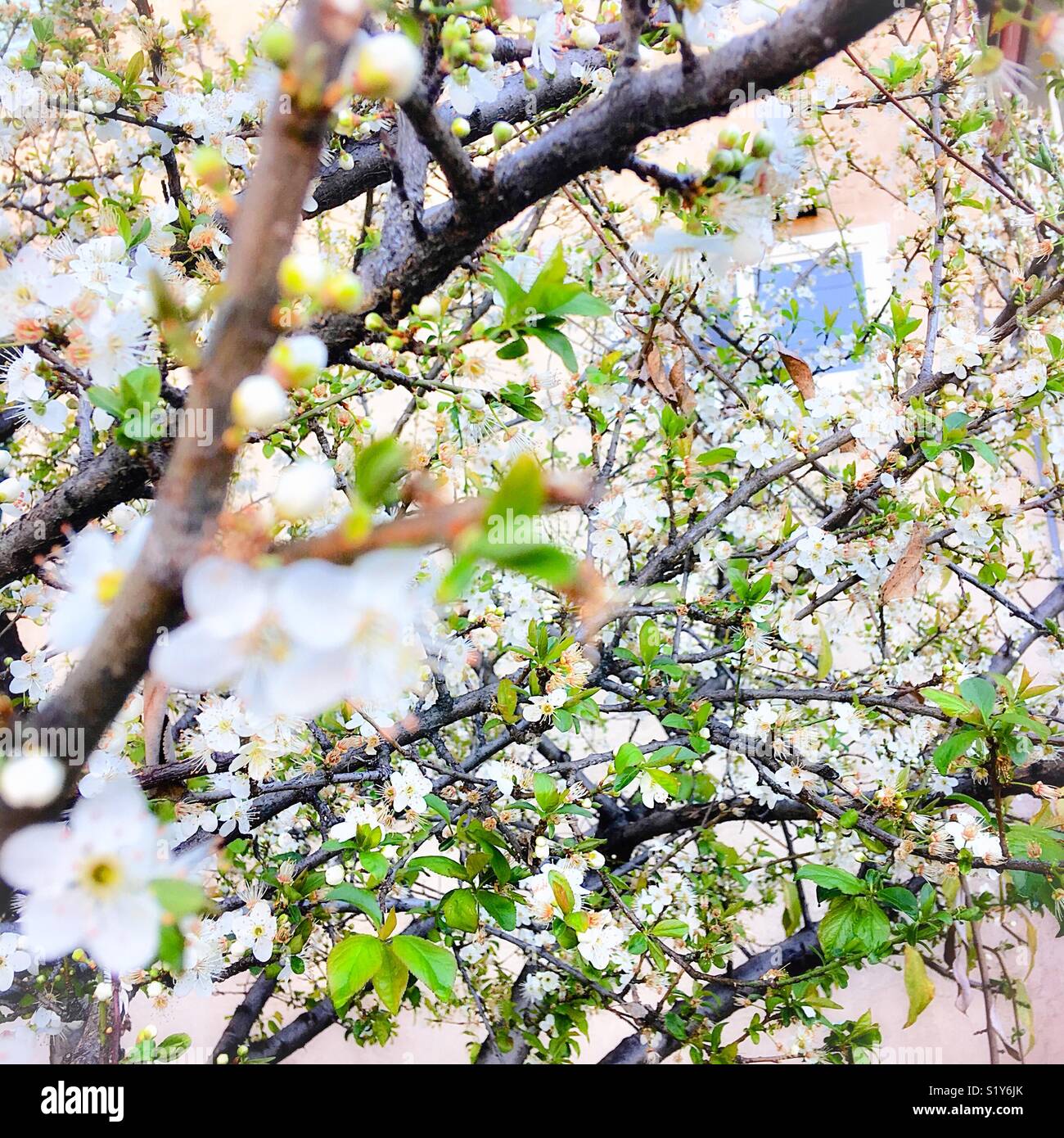 The window in Spring Stock Photo - Alamy