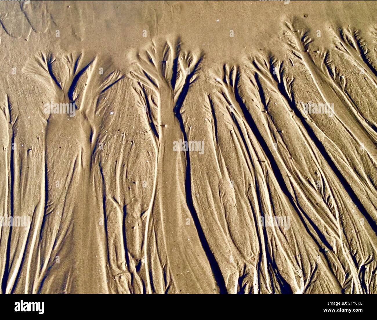 Sand Trees on the Beach Stock Photo - Alamy