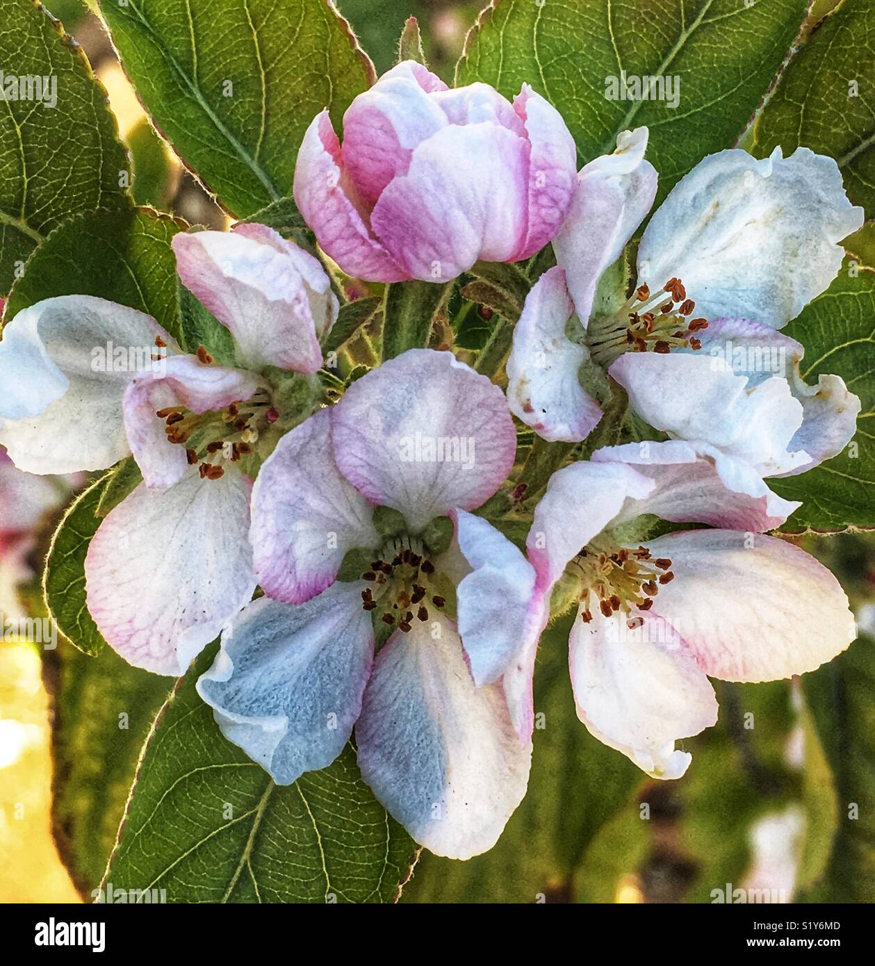 Apple tree blossom on smartphone stock photos and images - Alamy
