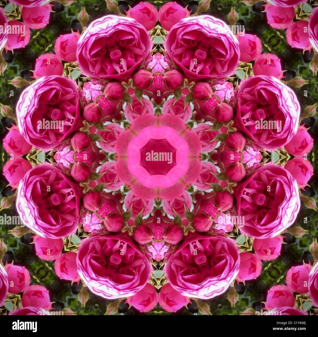 Mandalas roses hi-res stock photography and images - Alamy