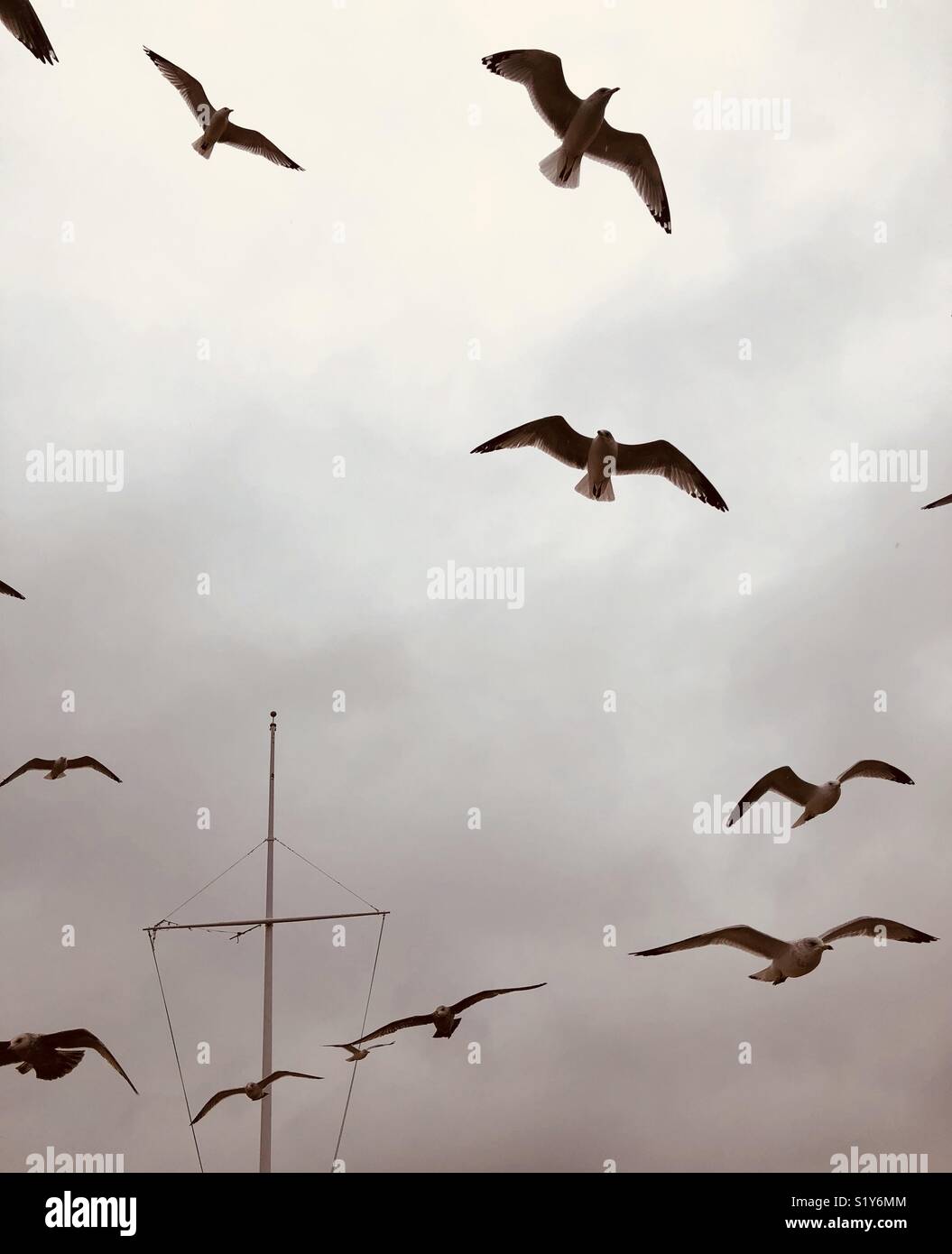 Flight of the seagulls Stock Photo - Alamy