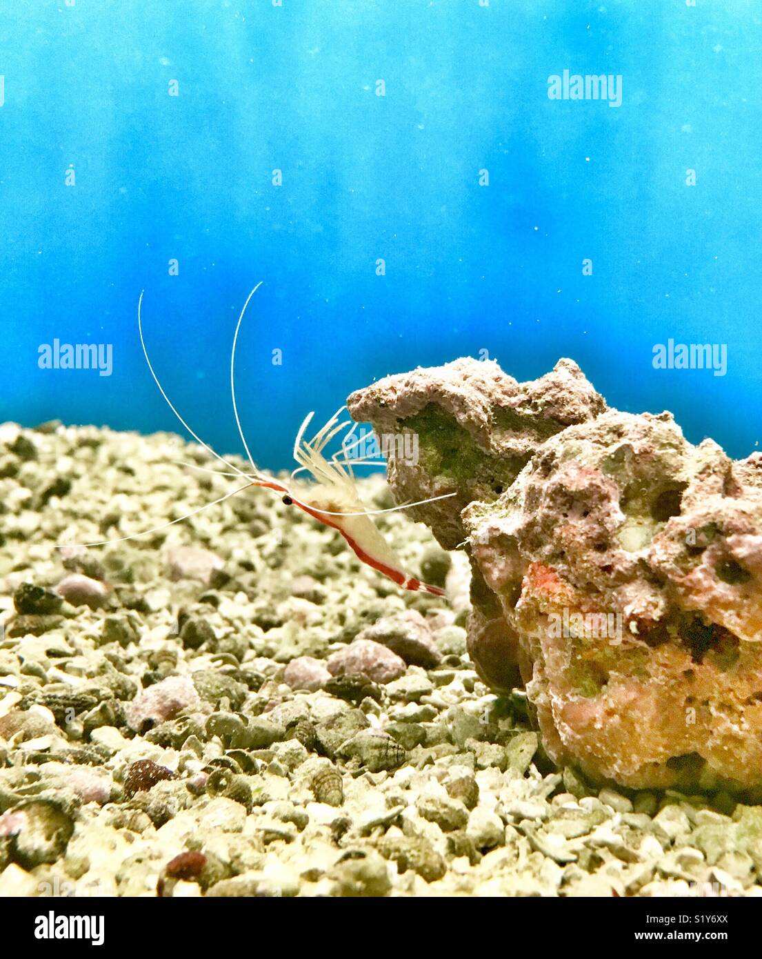 Shrimp on rock hi-res stock photography and images - Alamy