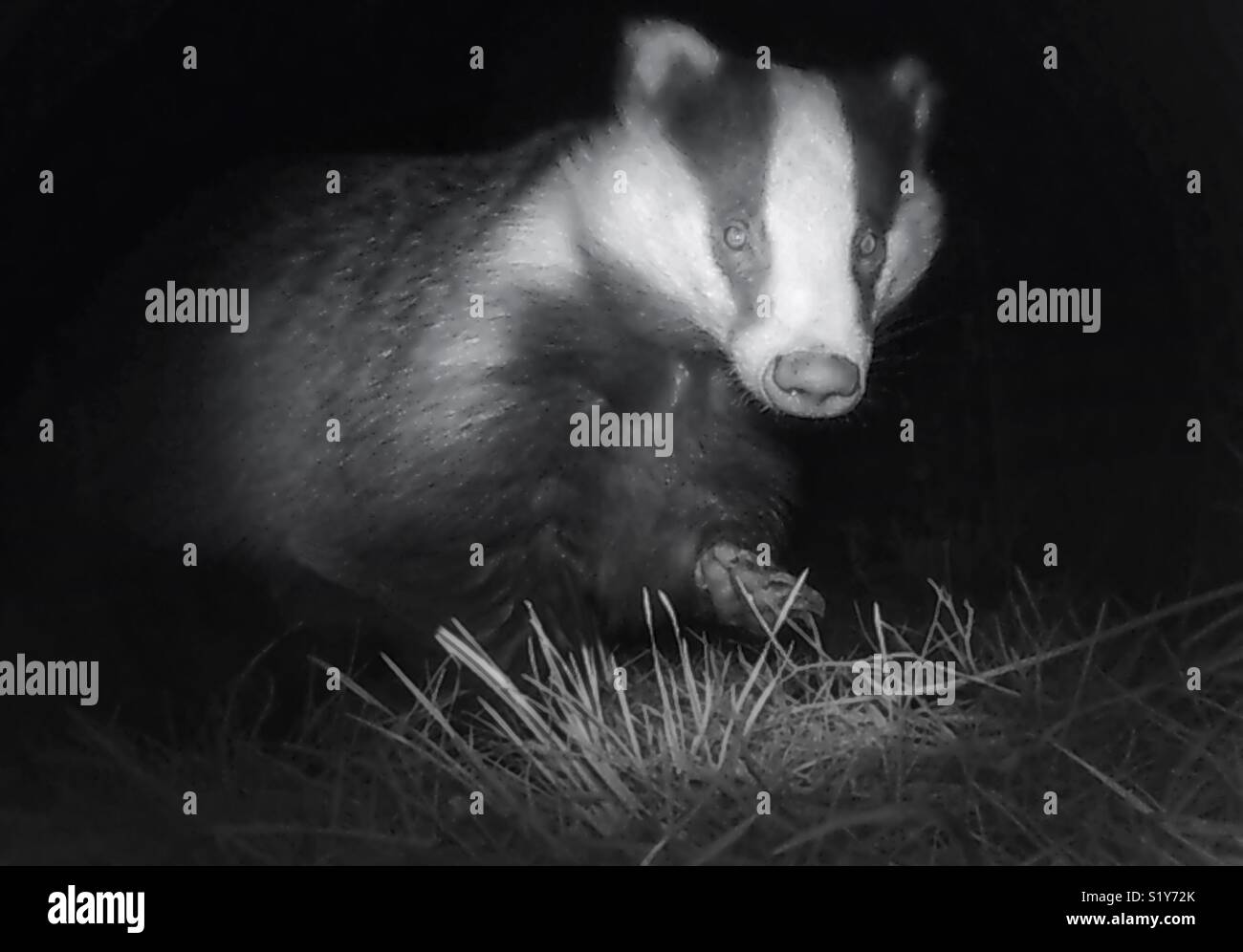 Badger night hi-res stock photography and images - Alamy