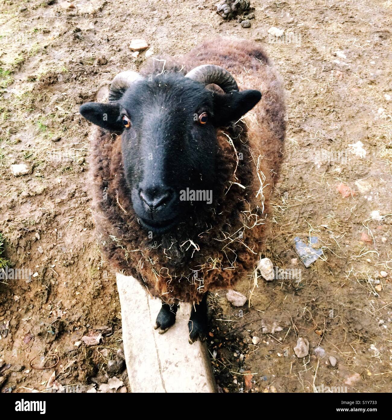Sheep With A Black Face High Resolution Stock Photography and Images ...