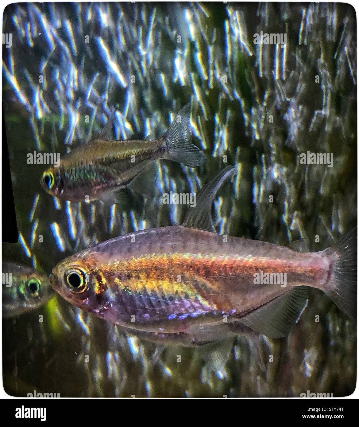 Congo fish hi-res stock photography and images - Alamy
