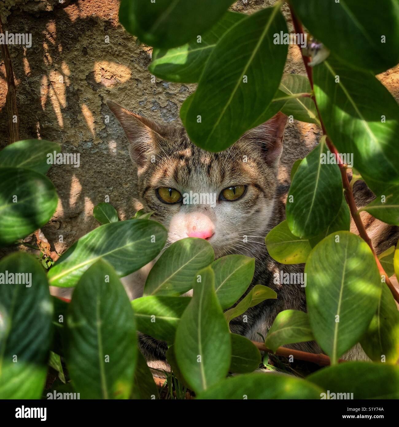 Cat view hi-res stock photography and images - Alamy