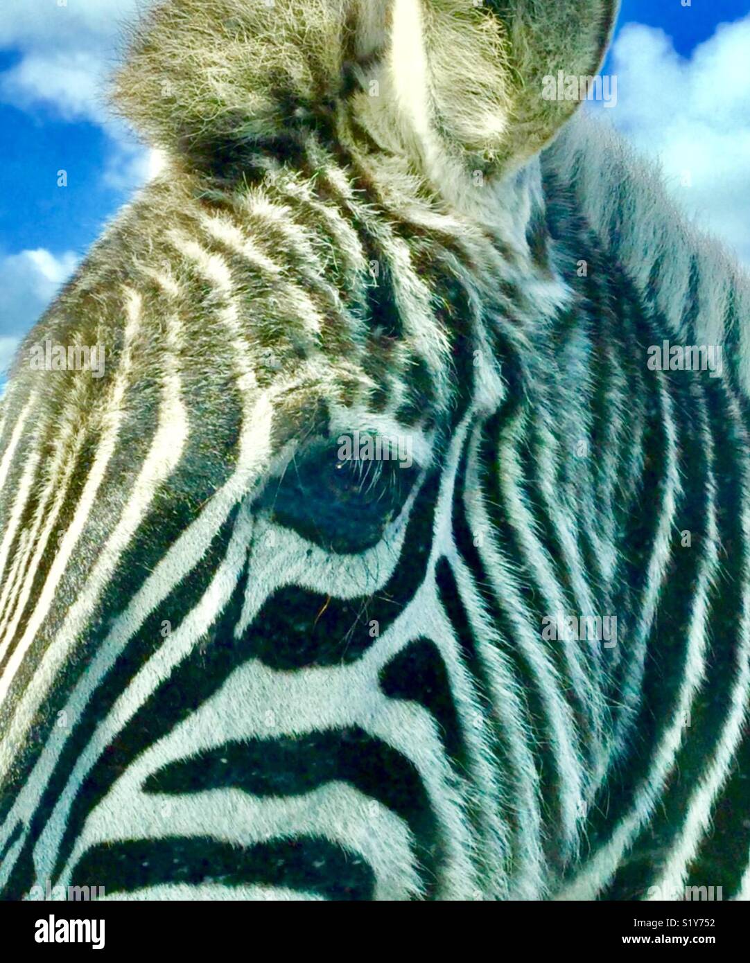 Zebra Close Up Stock Photo - Alamy