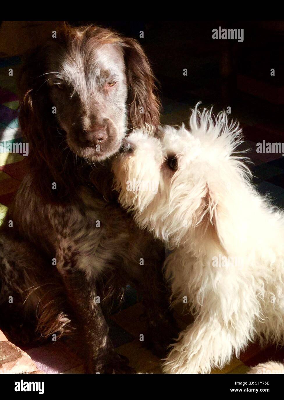 Bichon cocker spaniel hi-res stock photography and images - Alamy