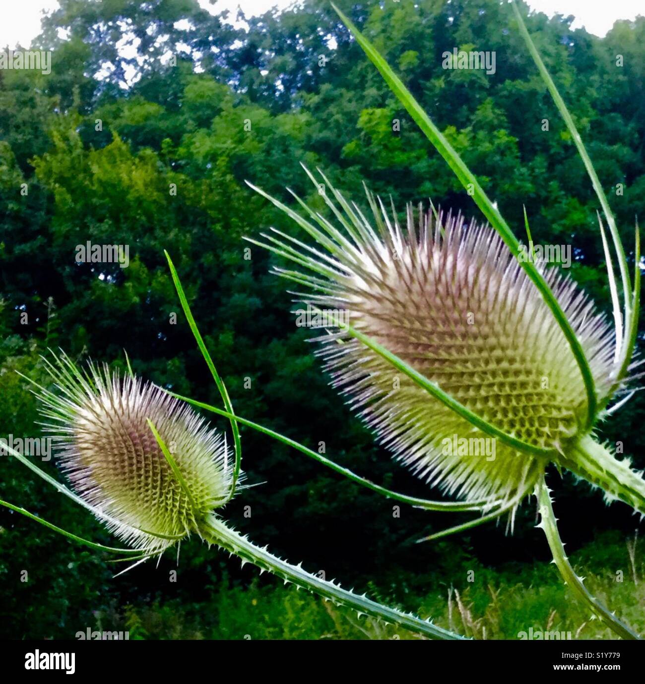 Teasles High Resolution Stock Photography and Images - Alamy