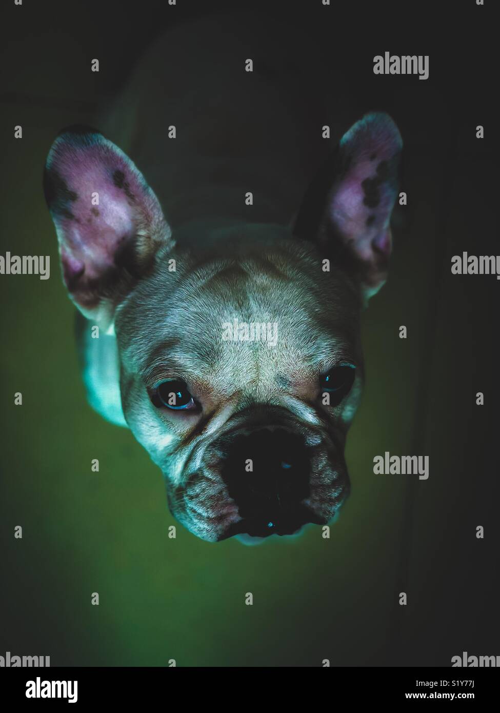 Frenchie dogs hi-res stock photography and images - Alamy