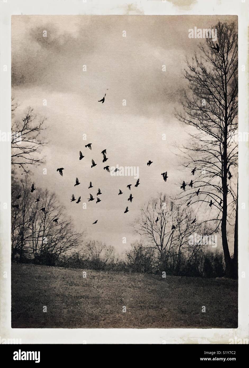 Robins in flight hi-res stock photography and images - Alamy