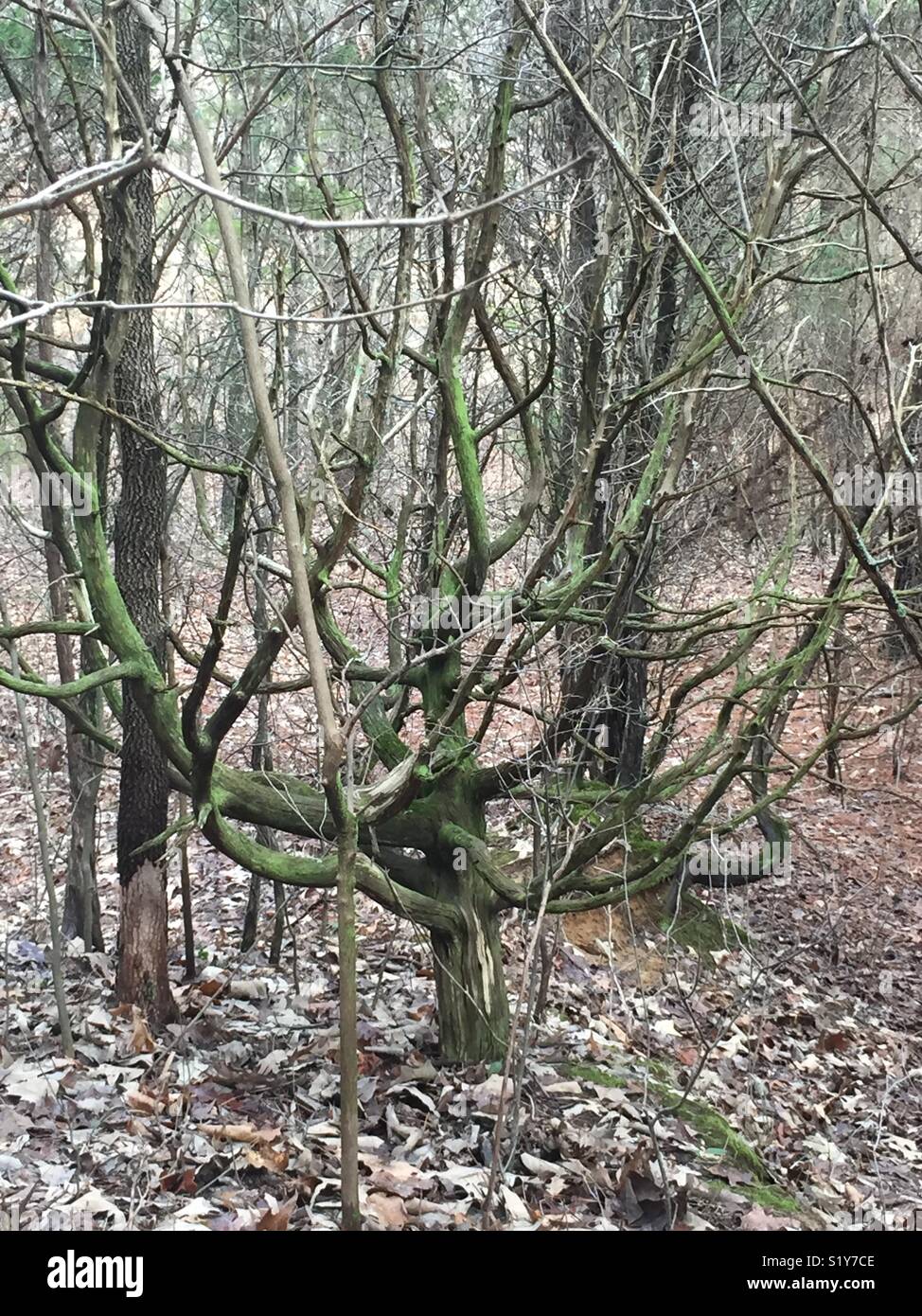 Stubby High Resolution Stock Photography and Images - Alamy