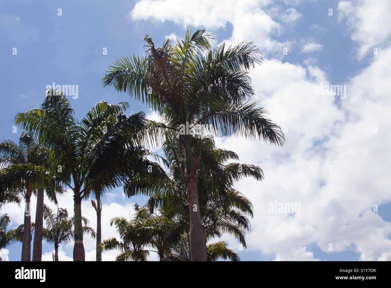 Palm tree venezuela hi-res stock photography and images - Alamy