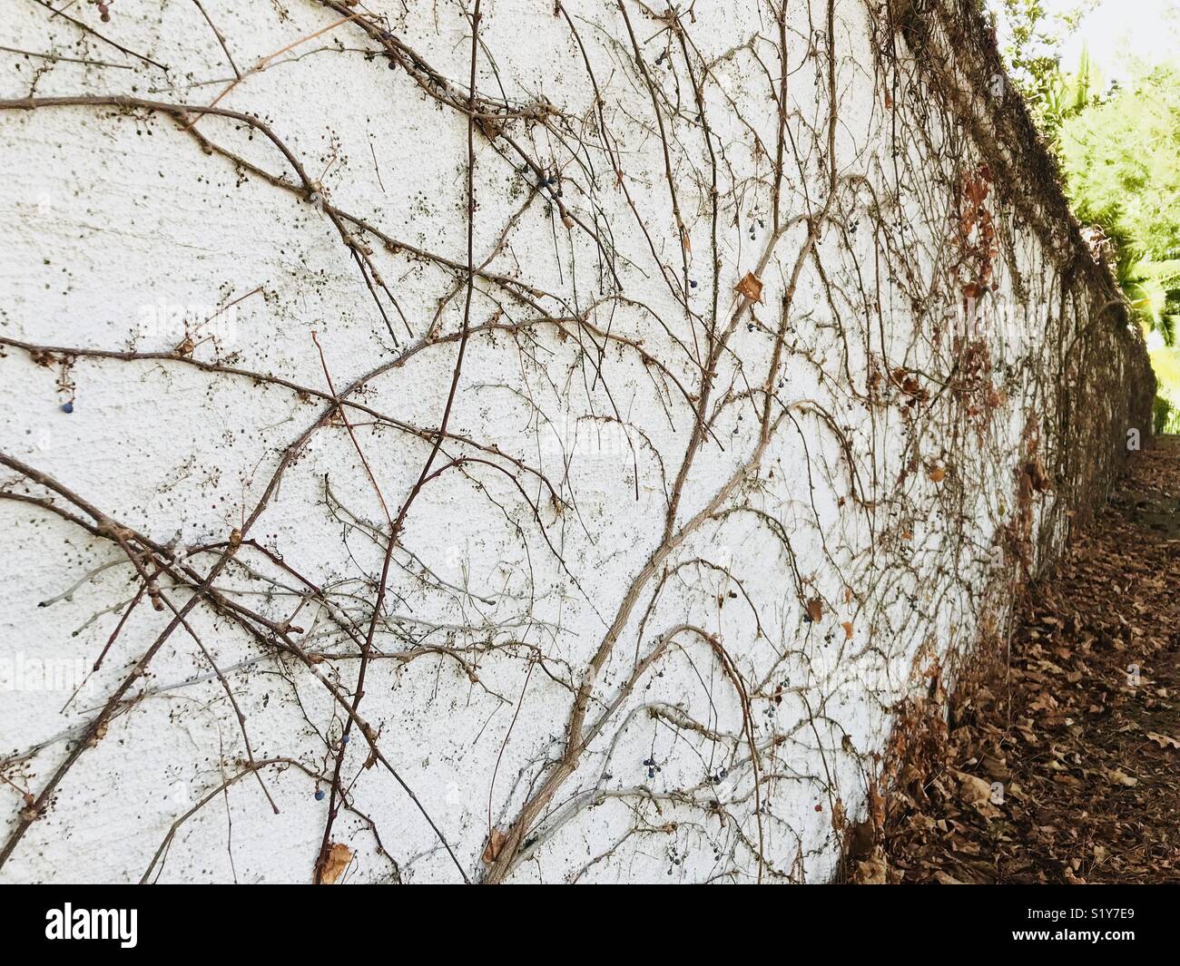 Vines wall hi-res stock photography and images - Alamy