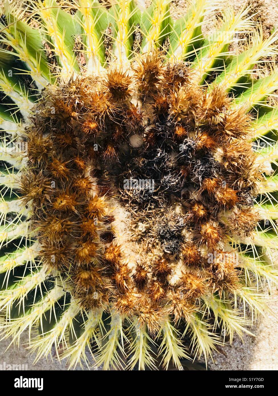 Cactus top view hi-res stock photography and images - Alamy