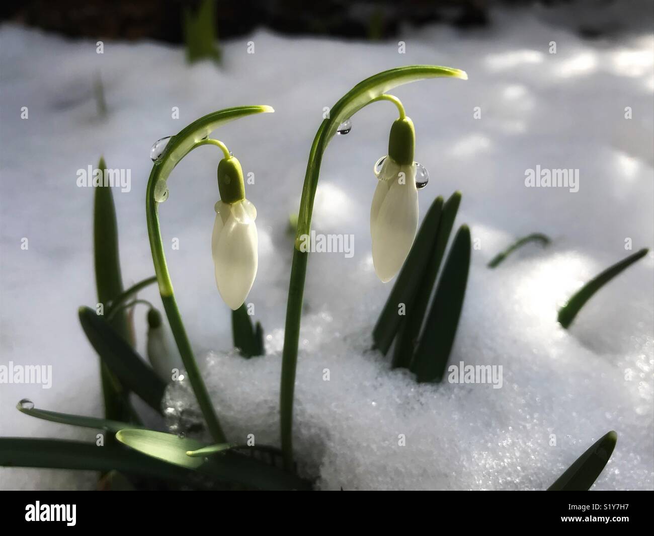 Spring seasonal plant hi-res stock photography and images - Alamy