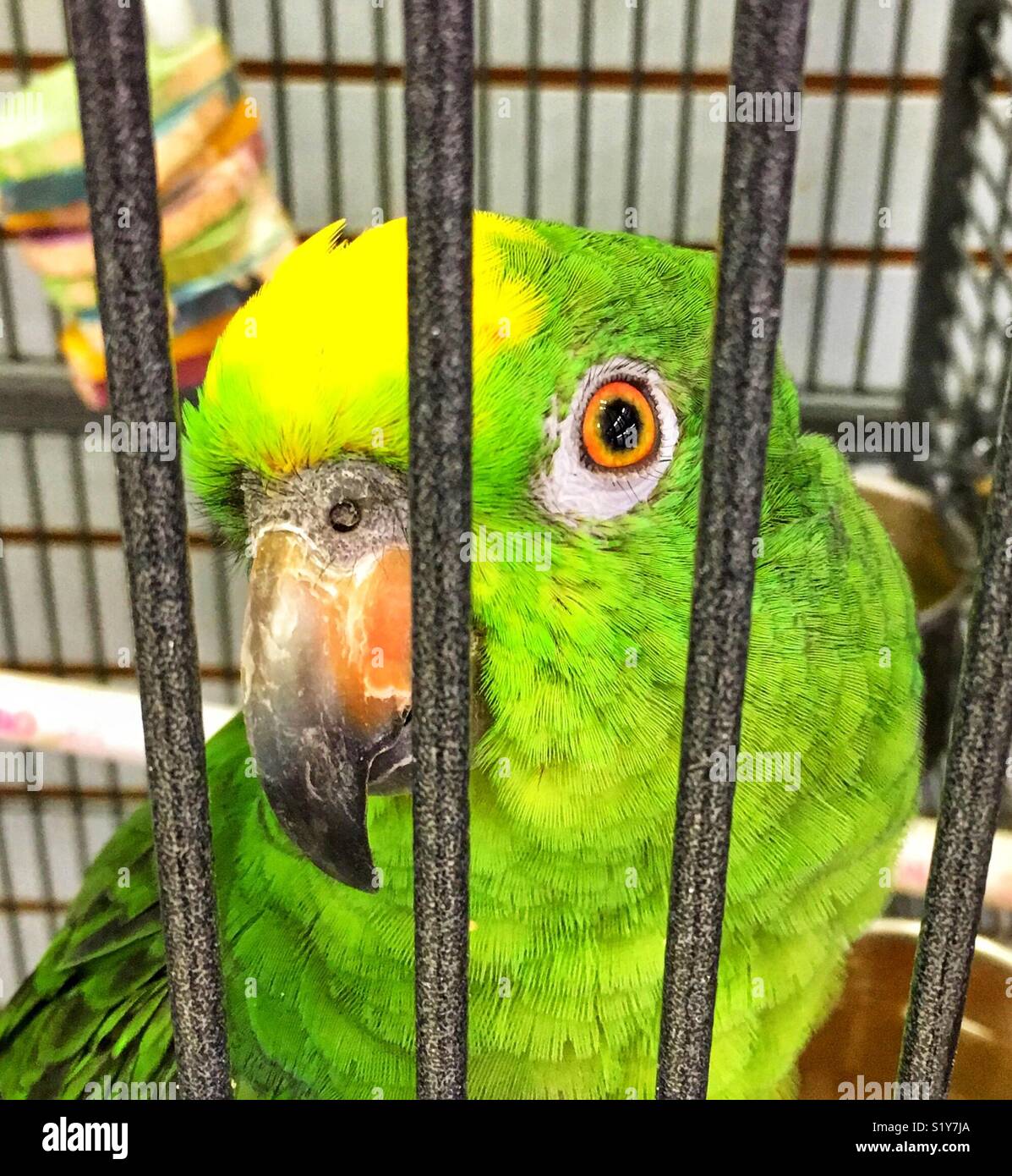 Yellow Crowned Stock Photos & Yellow Crowned Stock Images - Alamy