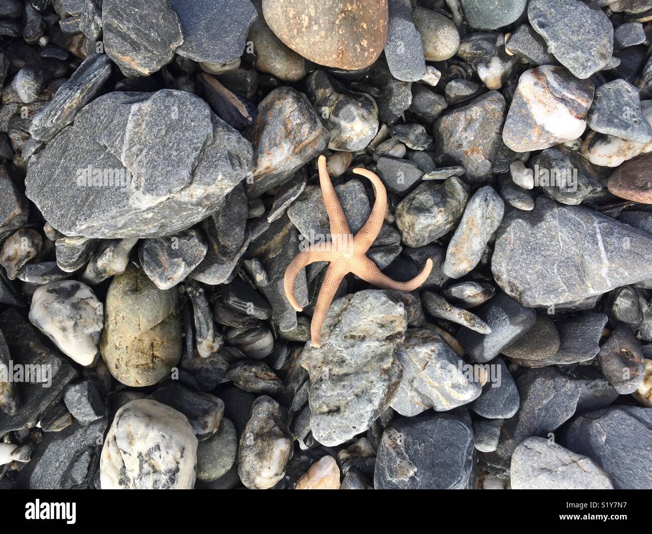 Patrick The Starfish High Resolution Stock Photography and Images - Alamy