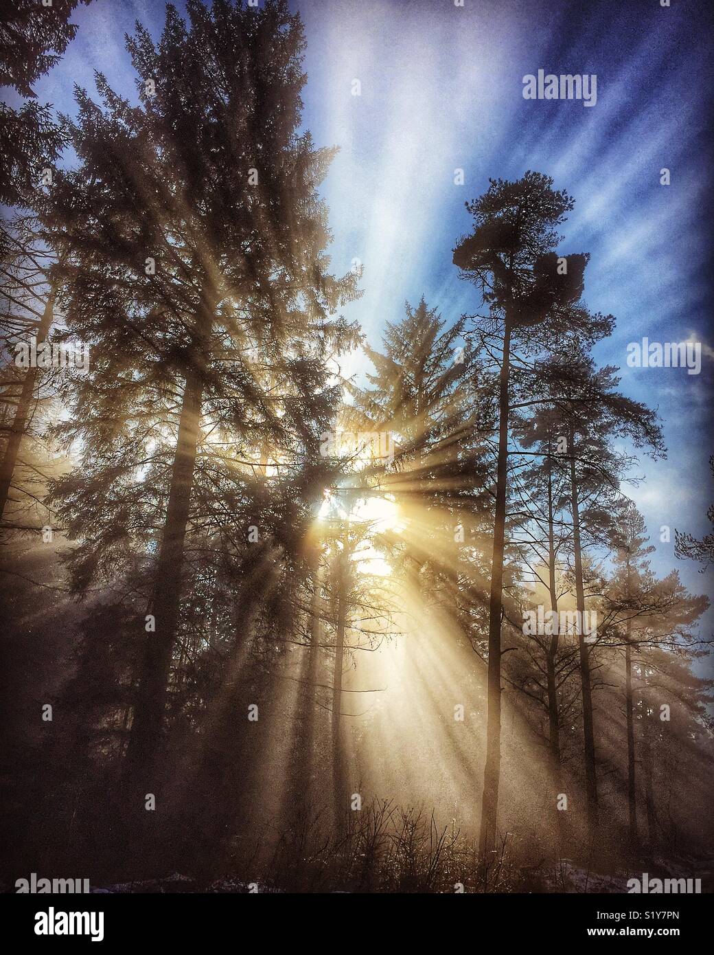 Trees sunshine hi-res stock photography and images - Alamy