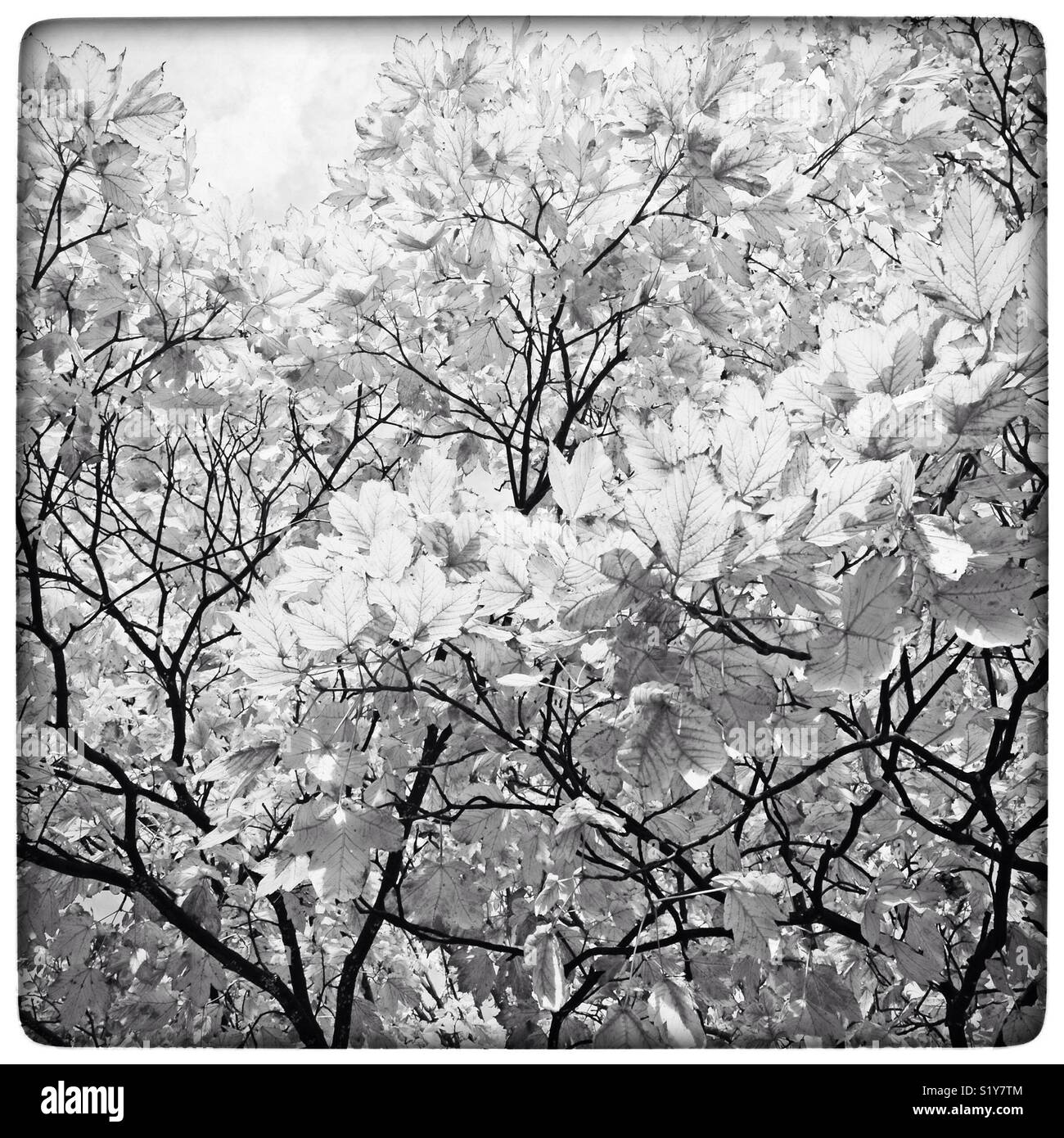 Monochrome portrait of a tree at fall Stock Photo - Alamy
